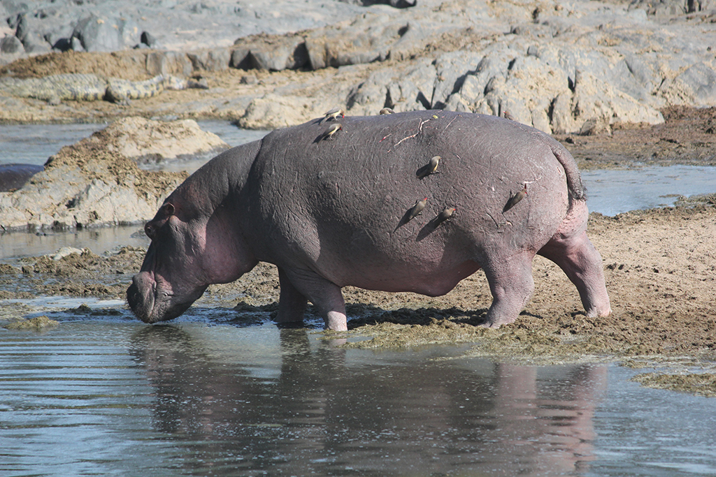 Tanzania - den stora migrationen, 6 dagar | Kenzan Travel